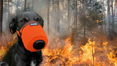 K9 Mask® N95 Air Filter Mask for Dogs in Smoke, Ash, Dust, Tear Gas ...