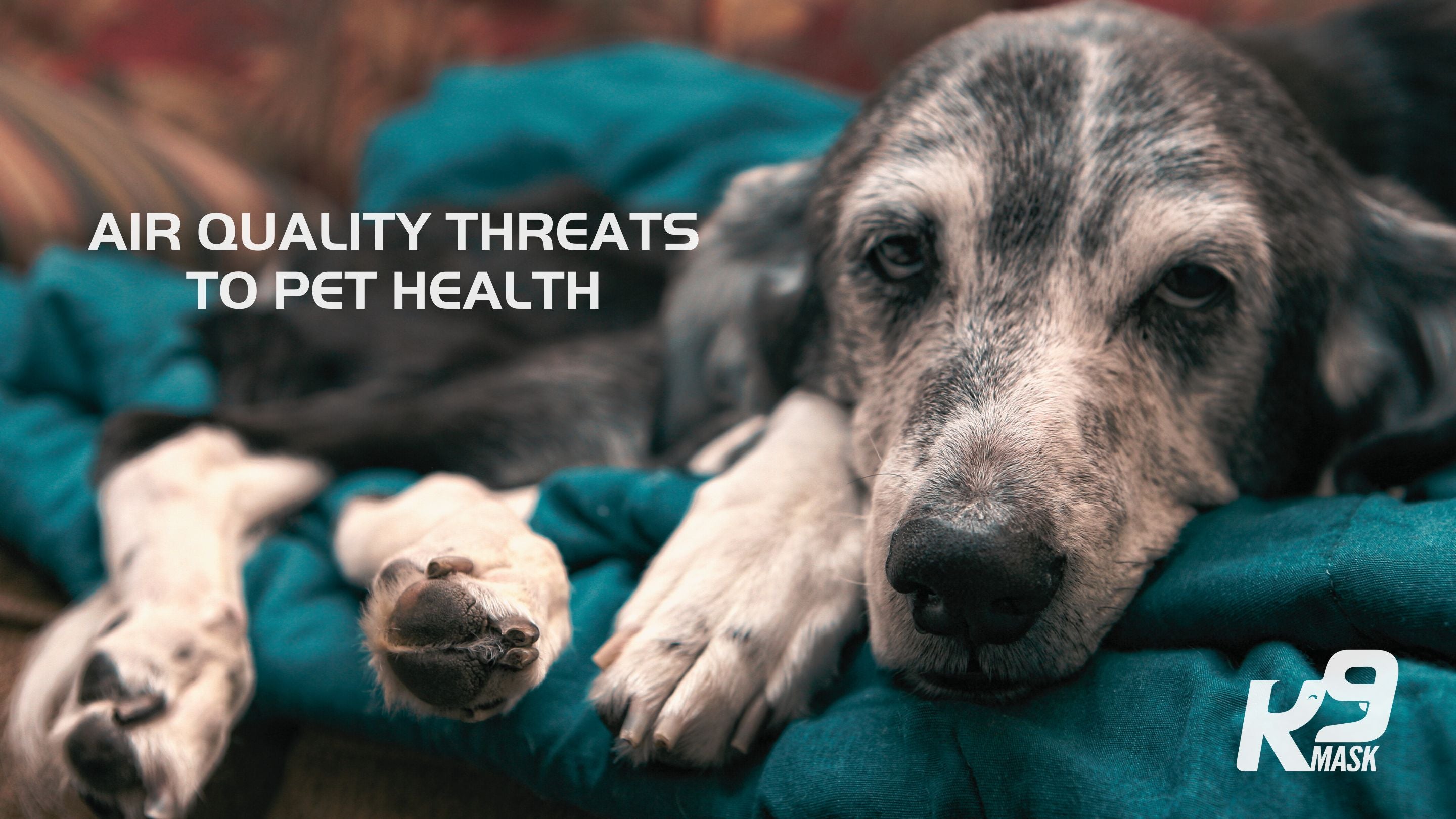 Future of Air Quality Threats to Pet Health – K9 Mask® by Good Air Team