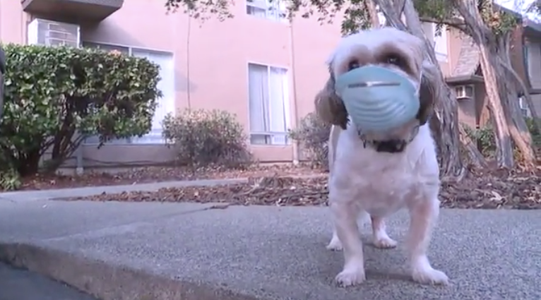 What We Learned about Pet Safety from Wildfire Smoke – K9 Mask® by Good ...