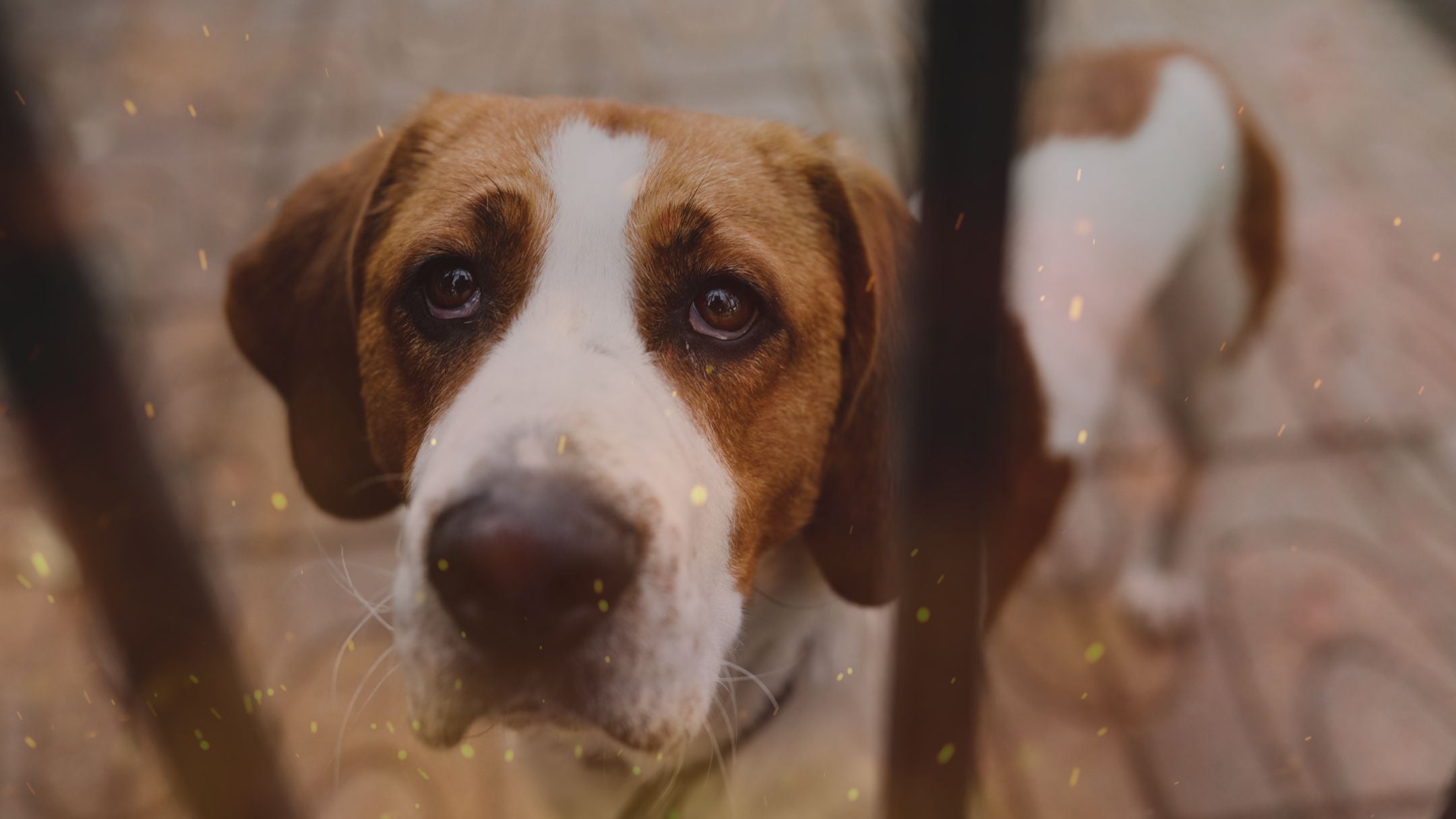 How to Protect Your Dog from Wildfire Smoke – K9 Mask® by Good Air Team