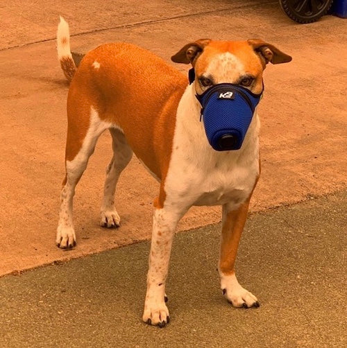 How Does Wildfire Smoke Impact a Dog's Health? – K9 Mask® by Good Air Team