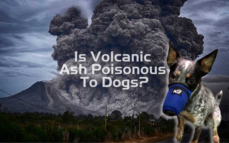 Is Volcanic Ash Poisonous To Dogs? – K9 Mask® by Good Air Team