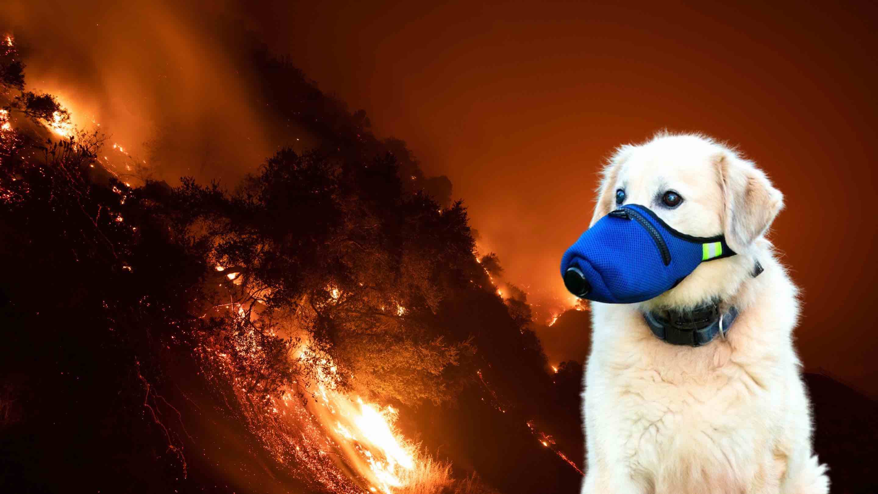 Navigating the 2023 Wildfire Season – K9 Mask® by Good Air Team