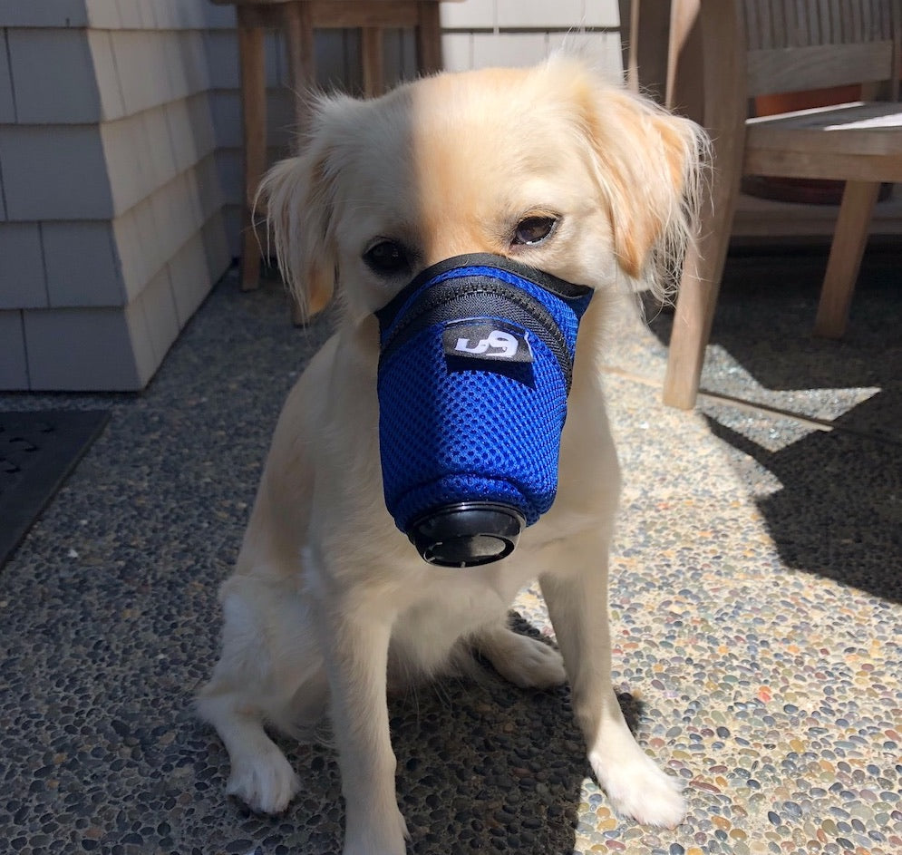 My Dog Story: Protecting My Rescue Dogs from Smoke – K9 Mask® by Good ...