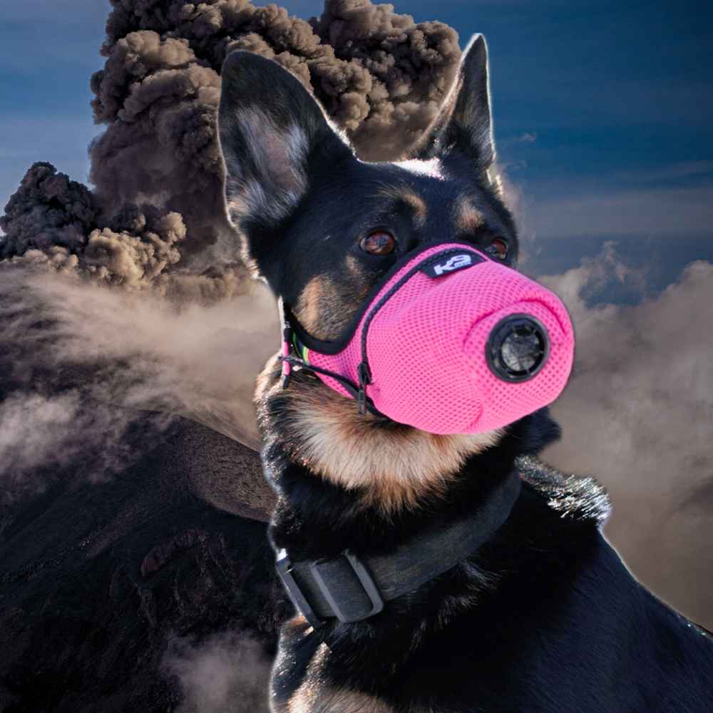 K9 Mask® N95 Air Filter Mask for Dogs in Smoke, Ash, Dust, Tear Gas ...