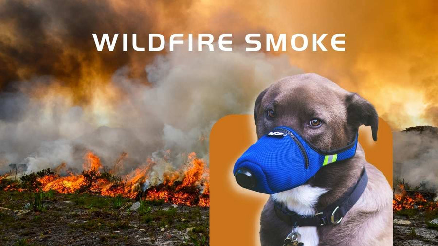 K9 Mask® N95 Air Filter Mask for Dogs in Smoke, Ash, Dust, Tear Gas ...
