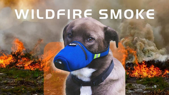 K9 Mask® | Air Filter Mask for Dogs in Smoke, Ash, Dust, Tear Gas – K9 ...