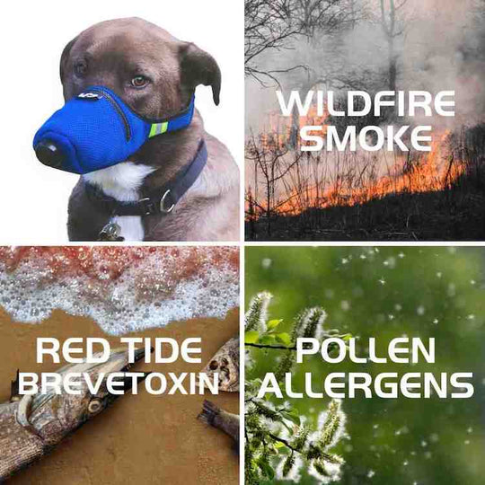K9 Mask® N95 Air Filter Mask for Dogs in Smoke, Ash, Dust, Tear Gas ...